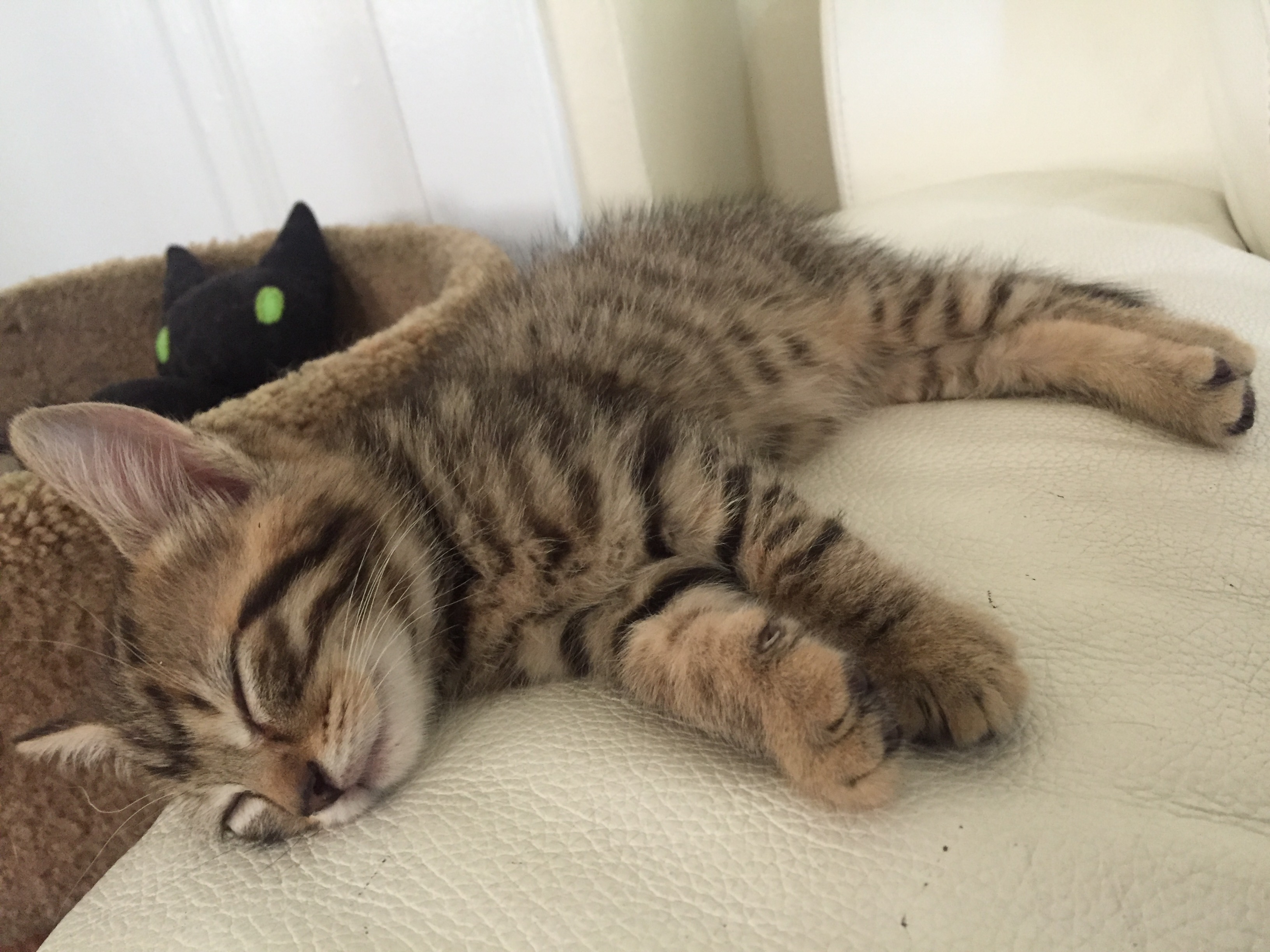 My Cat is the Spawn of Satan | The Jackie Blog